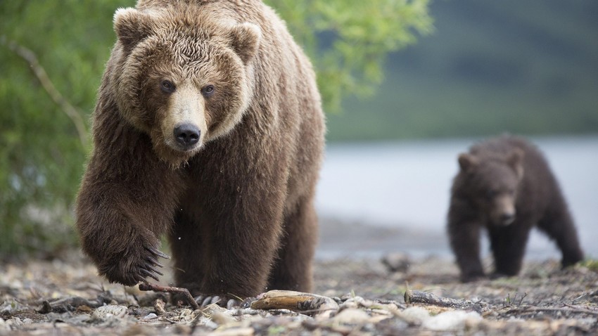 Guetté par un ours, un couple de Russes passe onze jours réfugié dans ...