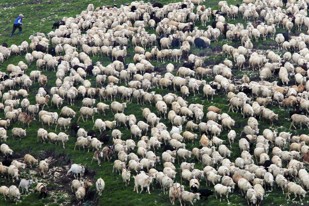 Lonely shepherds of Dagestan - Russia Beyond