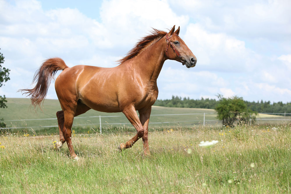 9 horse breeds native to Russia - Russia Beyond
