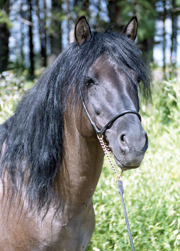 9 horse breeds native to Russia - Russia Beyond