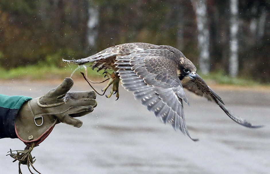 A young female Asian peregrine falcon in Siberia - Russia Beyond
