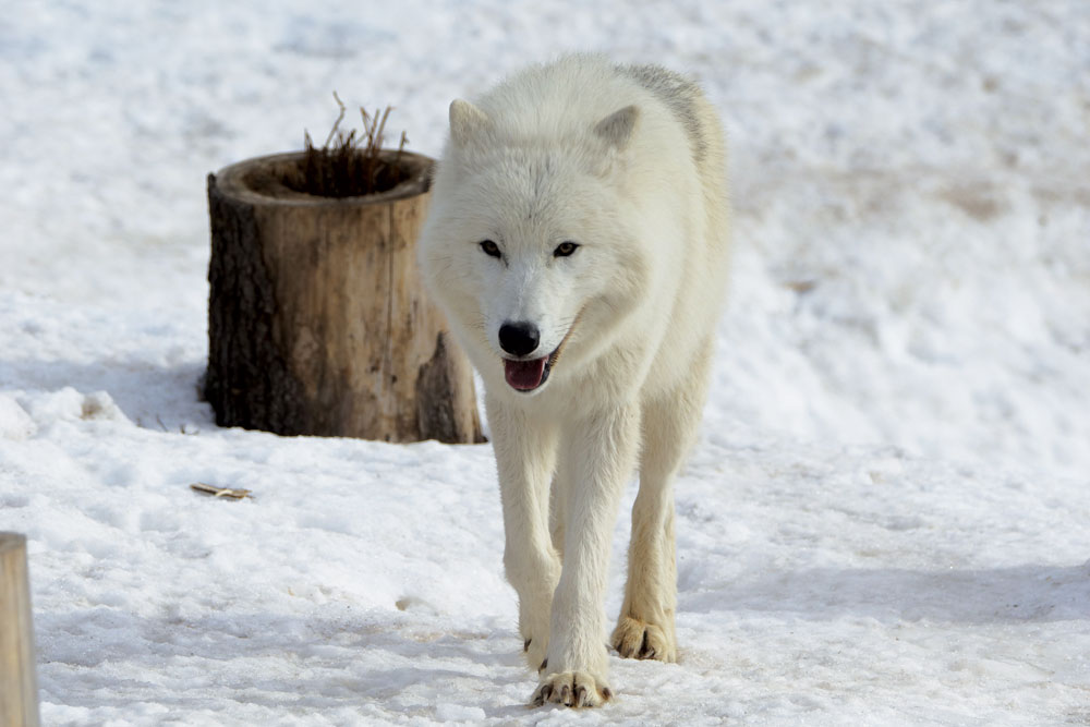 Beyond Timur and Amur: Symbols of Russian zoos - Russia Beyond