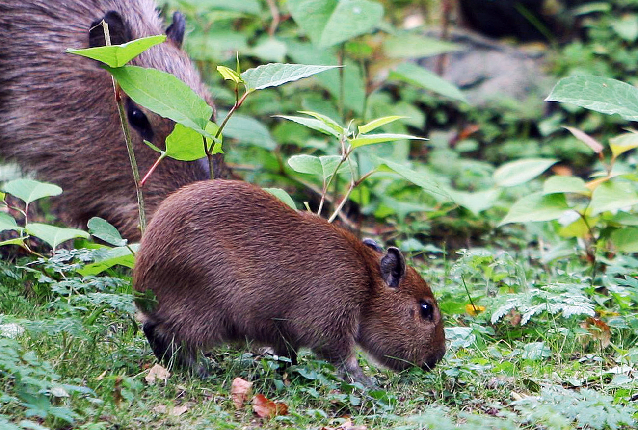 Capybaras in the Kaliningrad Zoo - Russia Beyond