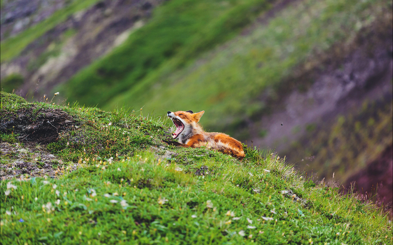 Fox Manor: Adorable photos of Russian wildlife - Russia Beyond