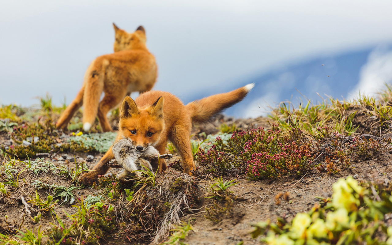 Fox Manor: Adorable photos of Russian wildlife - Russia Beyond