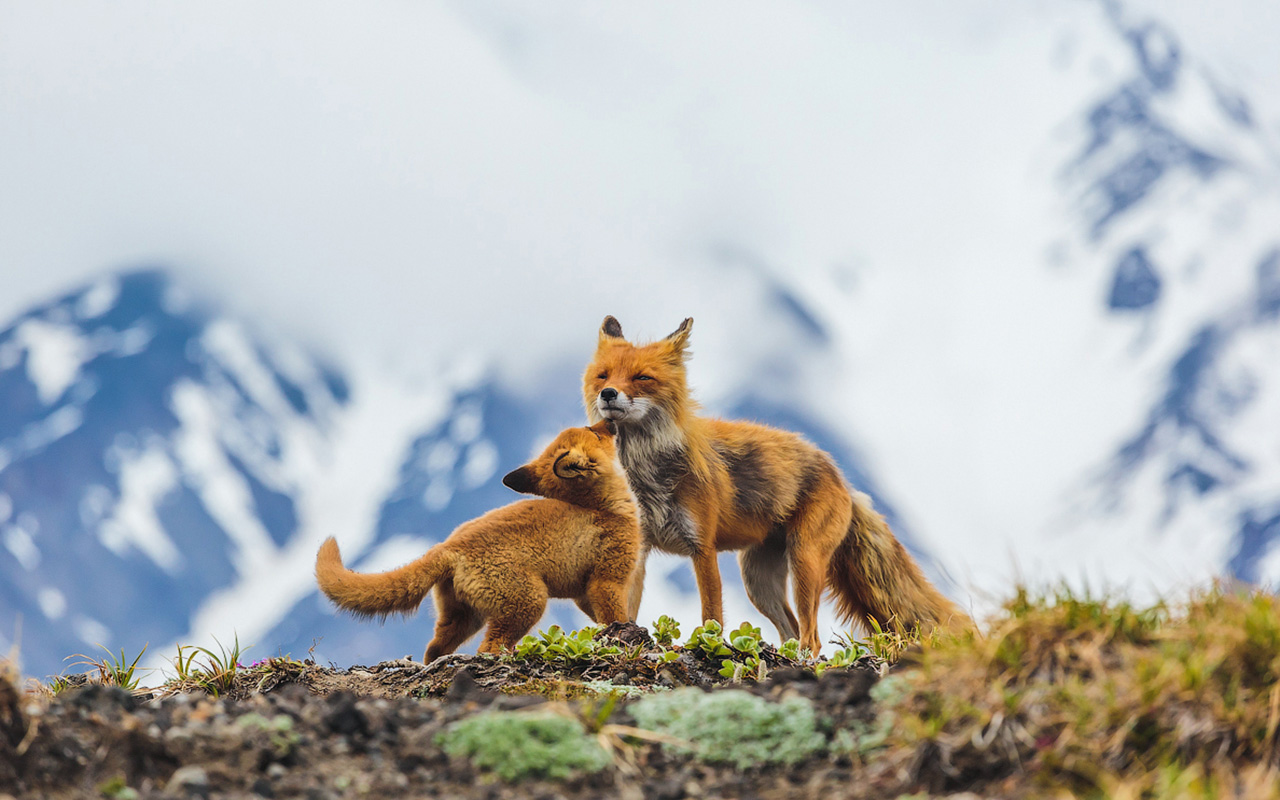 Fox Manor: Adorable photos of Russian wildlife - Russia Beyond