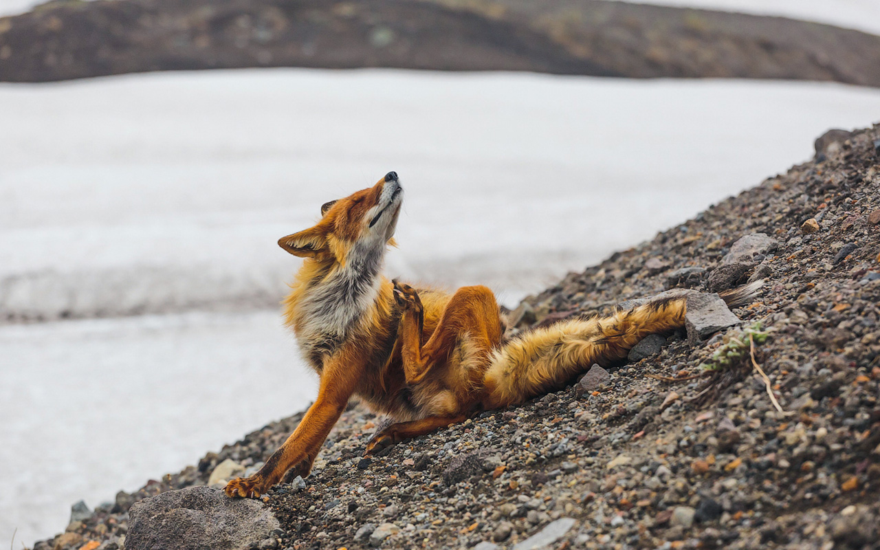 Fox Manor: Adorable photos of Russian wildlife - Russia Beyond