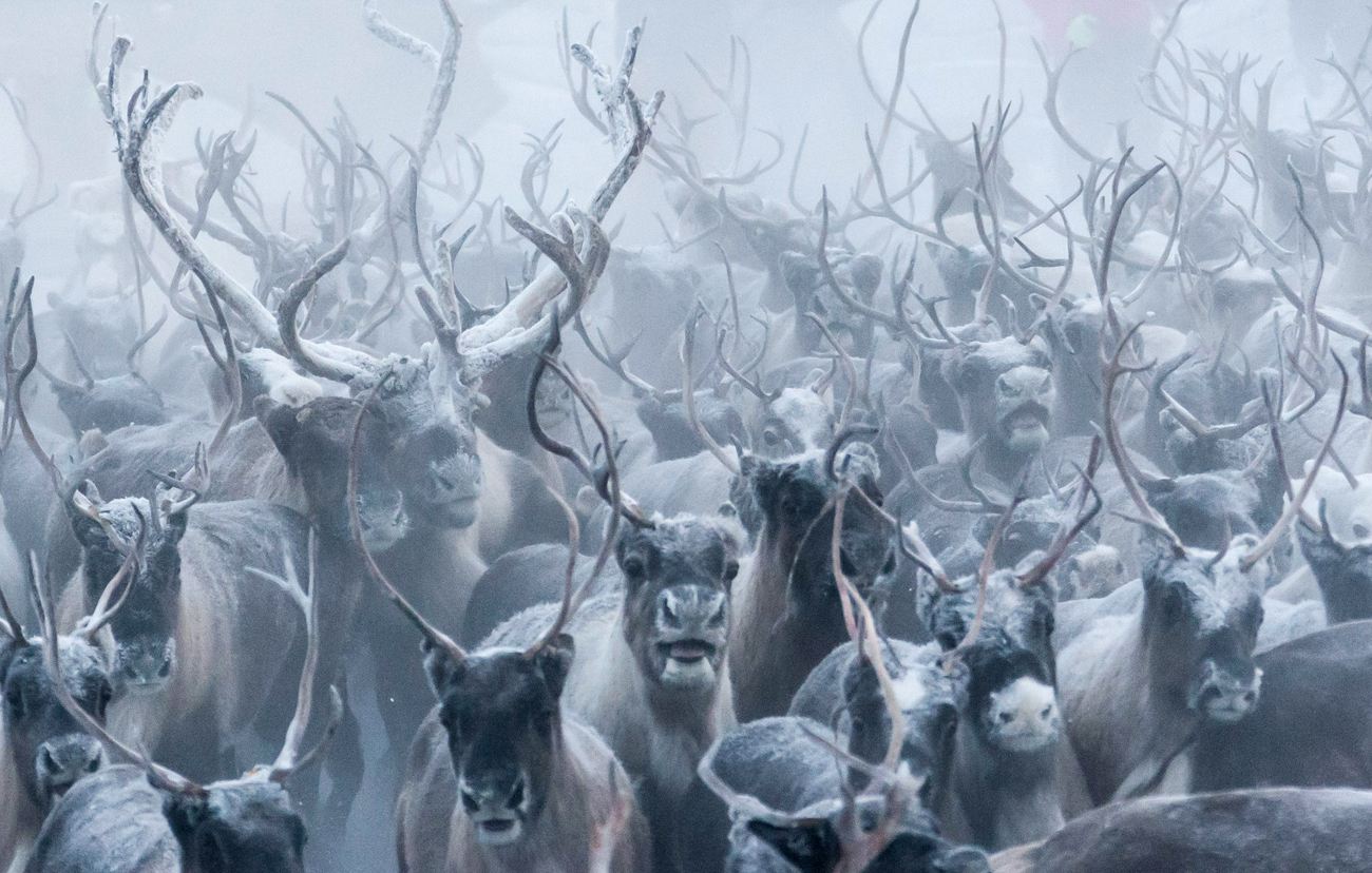 시베리아의 순록 - Russia Beyond