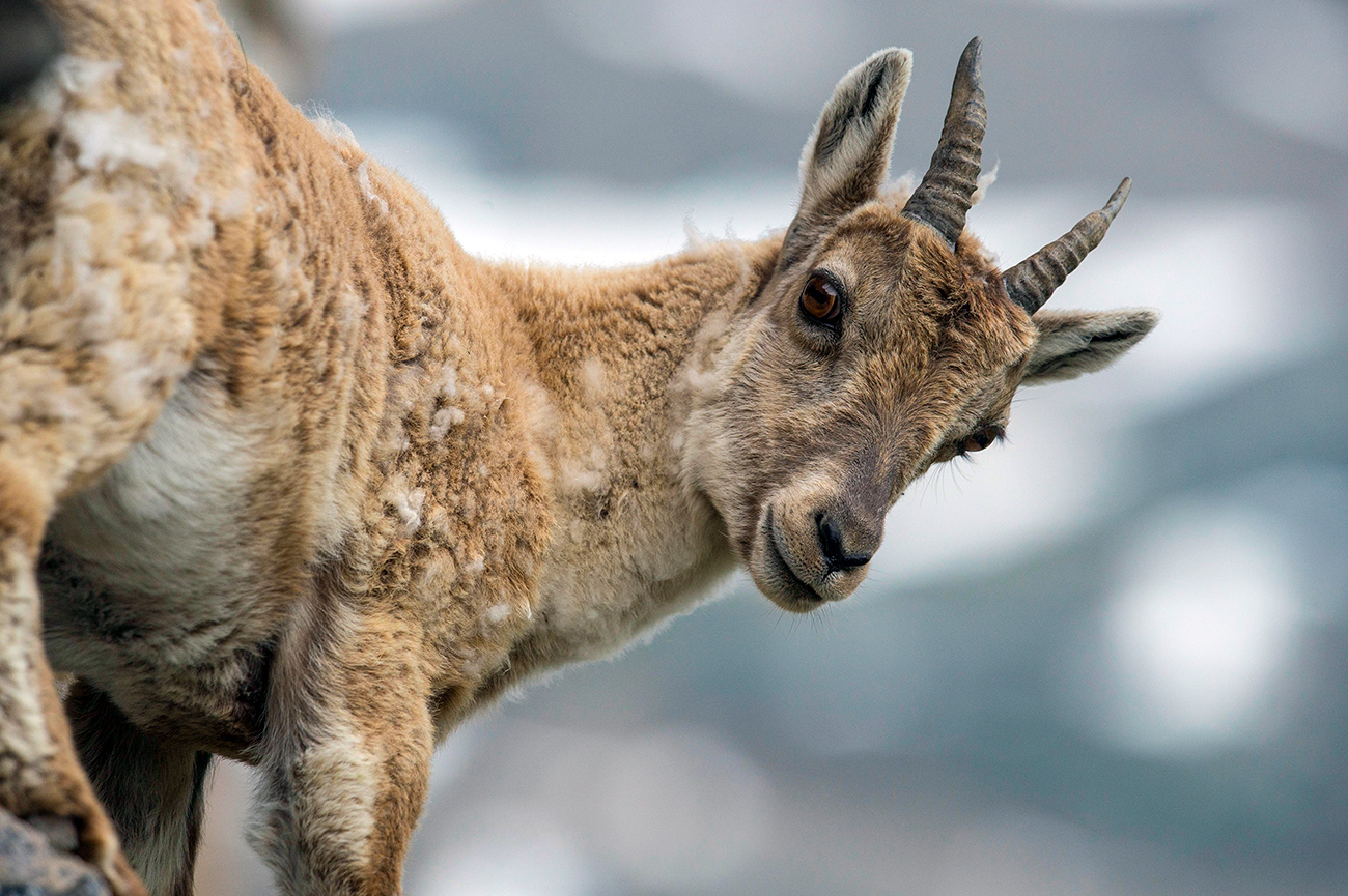 L'Oural lance la production de fromage de chèvres alpines - Russia ...