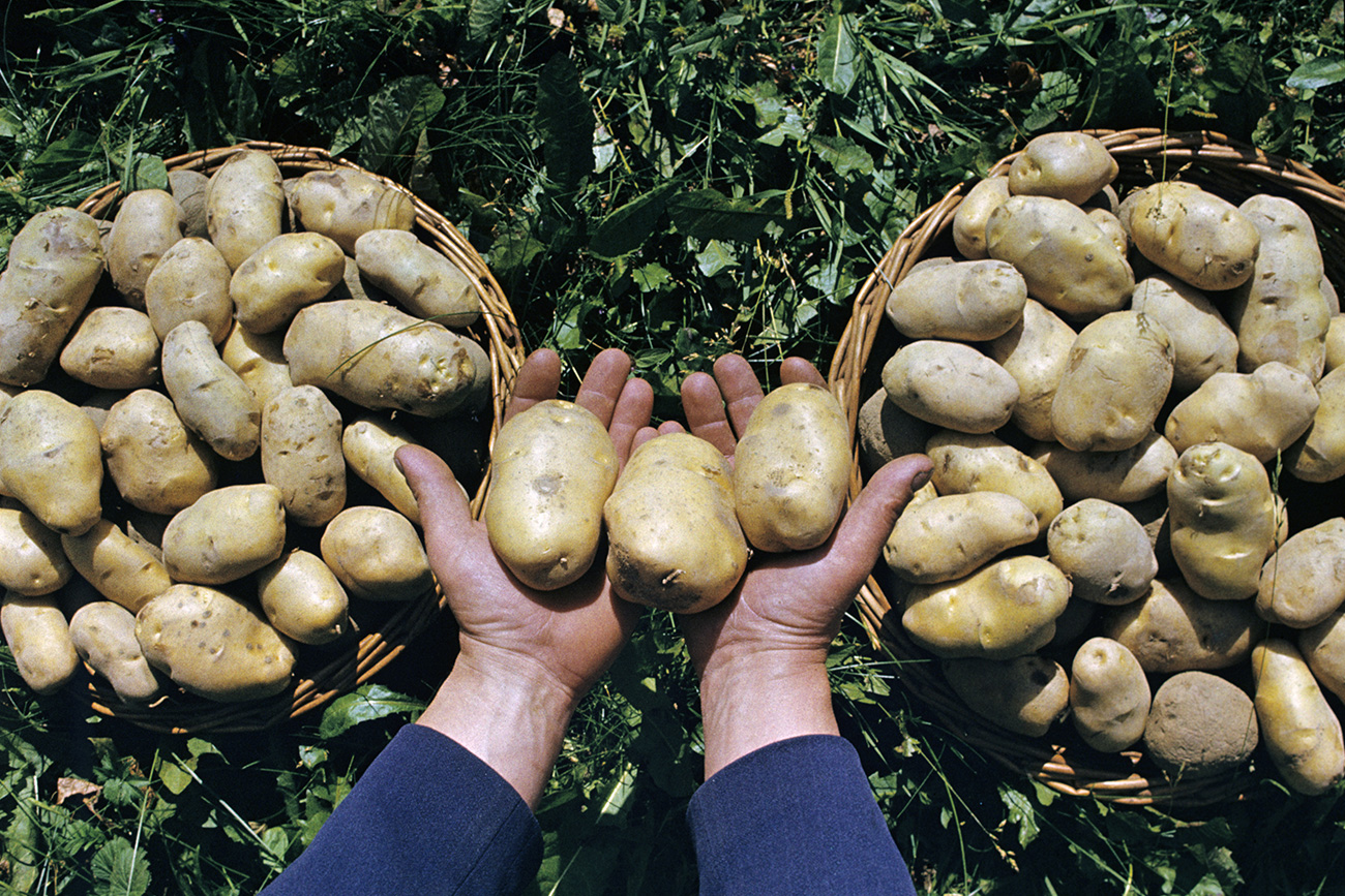 247 years ago: First research article was written about potatoes ...