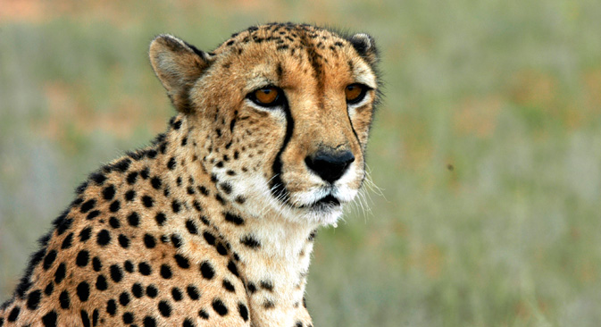 Inbreeding threatens cheetah population with extinction - Russia Beyond