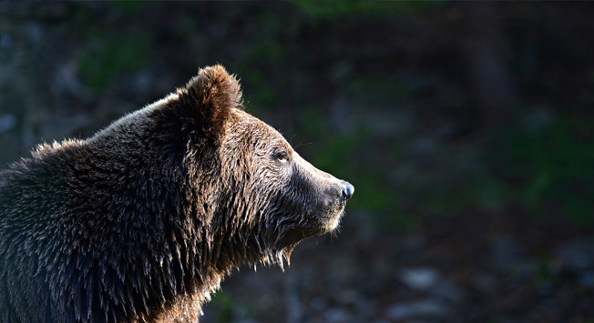 The master of the taiga: the perils of life where the brown bears roam ...