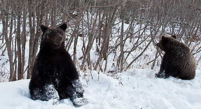 Warm winter keeps Russian bears from sleeping - Russia Beyond