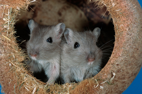 Russian zoo sent to outer space - Russia Beyond