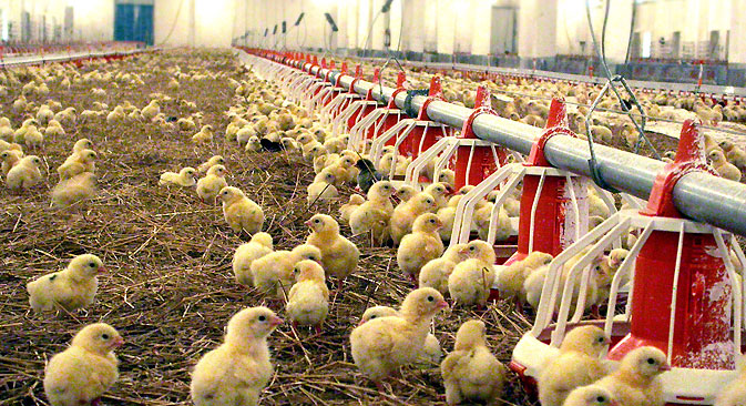 Sanctions hit poultry trade - Russia Beyond