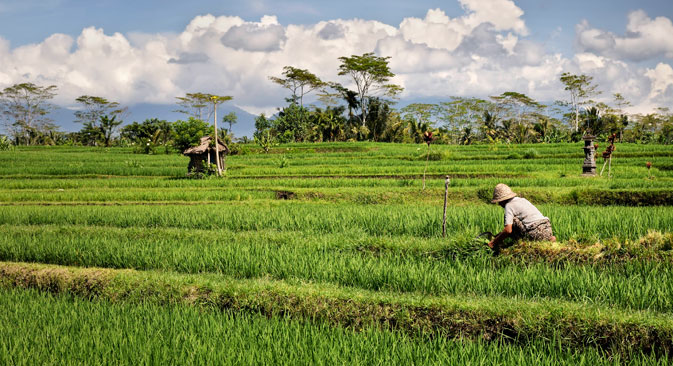 Green chemistry in Russia: Creating commerce out of rice husks - Russia ...