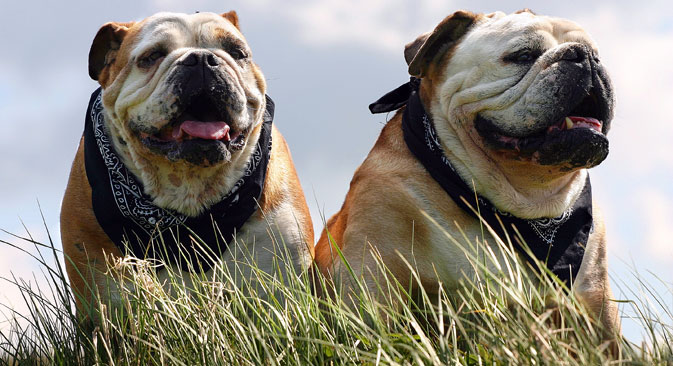 Who let the dogs out? Russian-made pet tracker set to launch globally ...