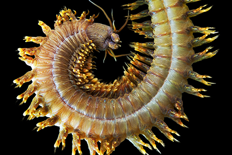 Russian biologists organize round-the-world expedition - Russia Beyond