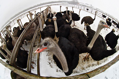 Birds flying to the North - Russia Beyond