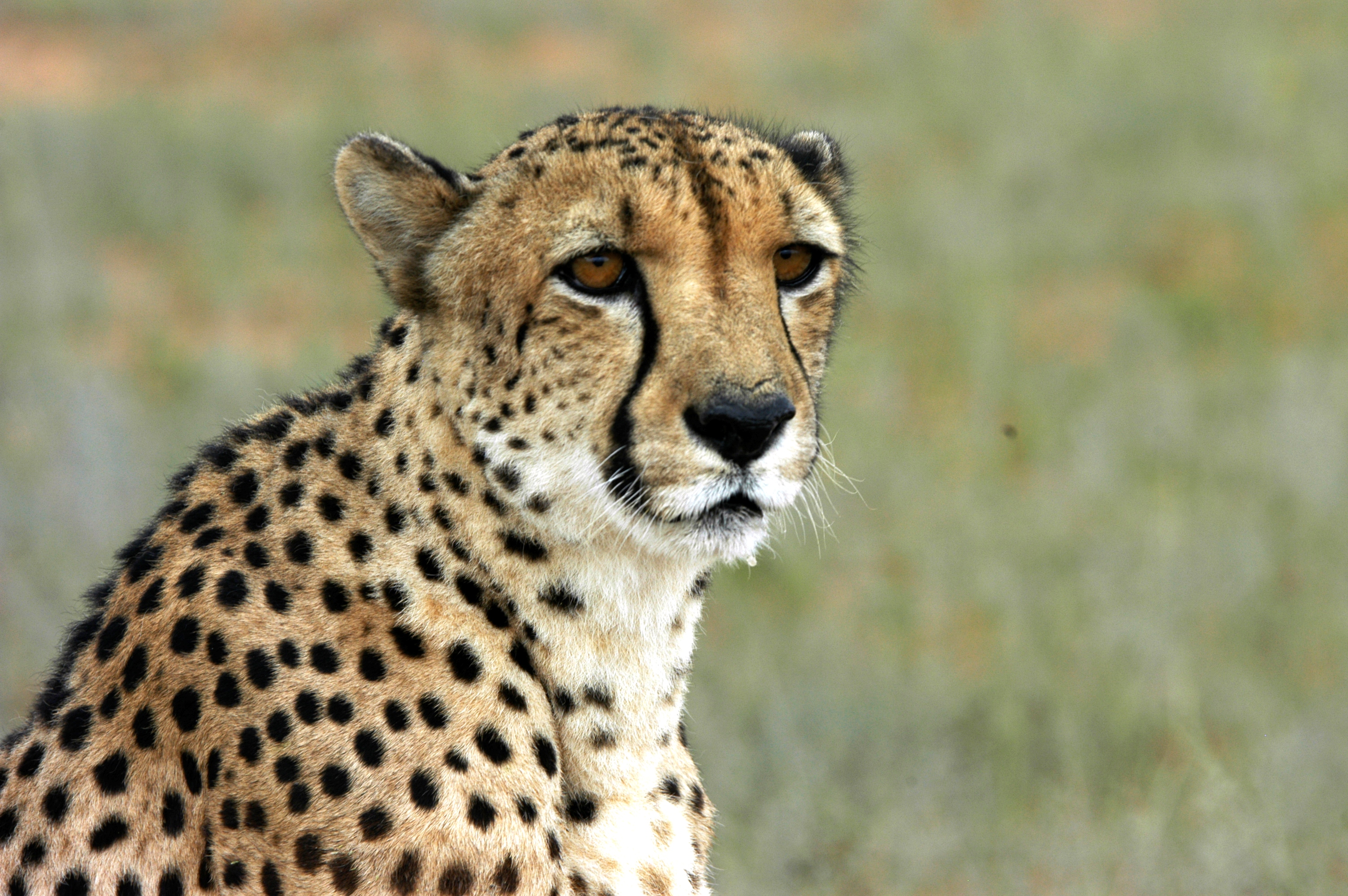 Geopardi boluju i ne razmnožavaju se zbog genetske istovrsnosti ...