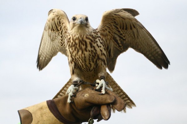 Professionals reveal secrets of falconry - Russia Beyond