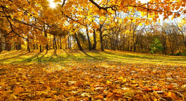 Most beautiful places to see the autumn colours in the Russian capital ...